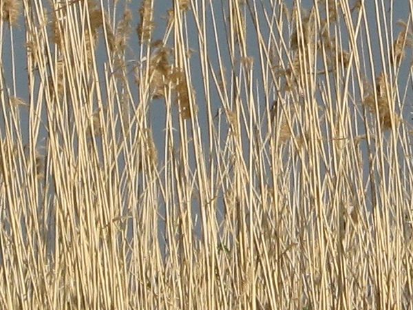 tall grass texture 0008 - Texturelib